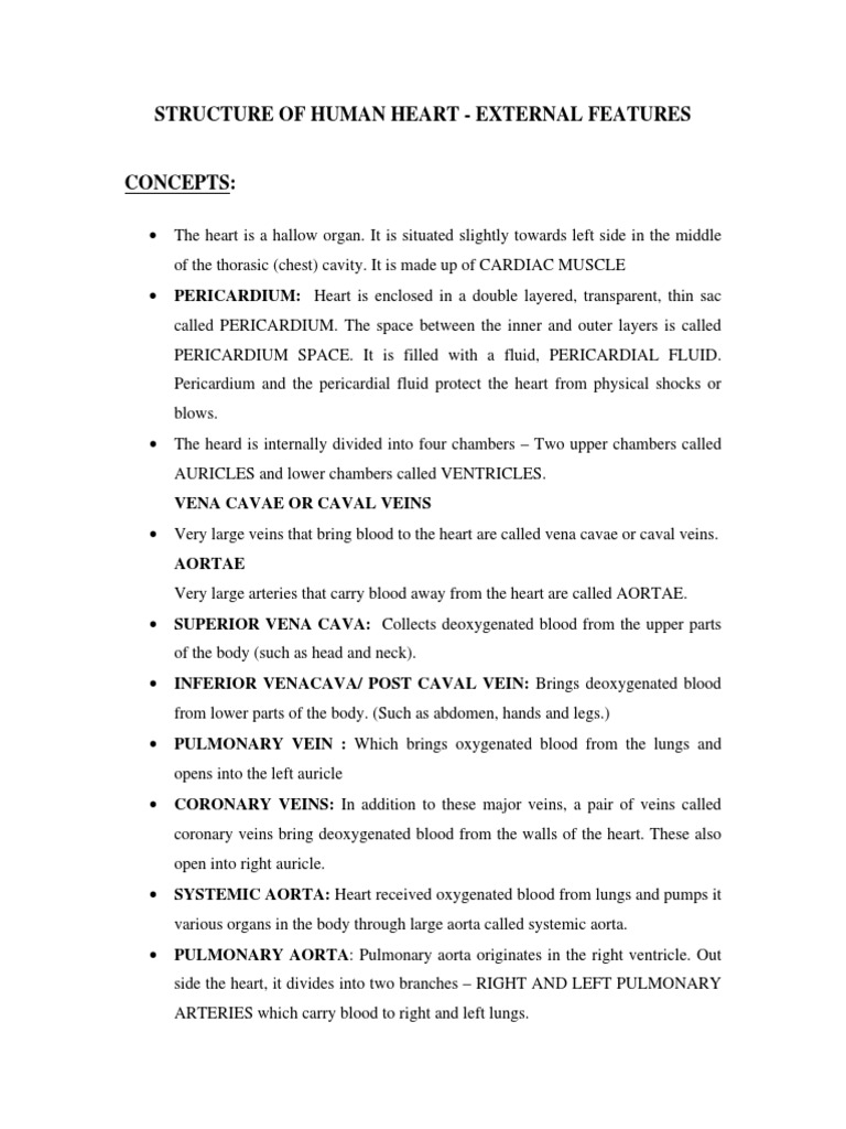 Structure of Human Heart-External Features | PDF | Heart | Vein