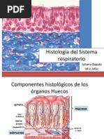 Anatomía y Fisiología Del Escroto | PDF | Testículo | Artería