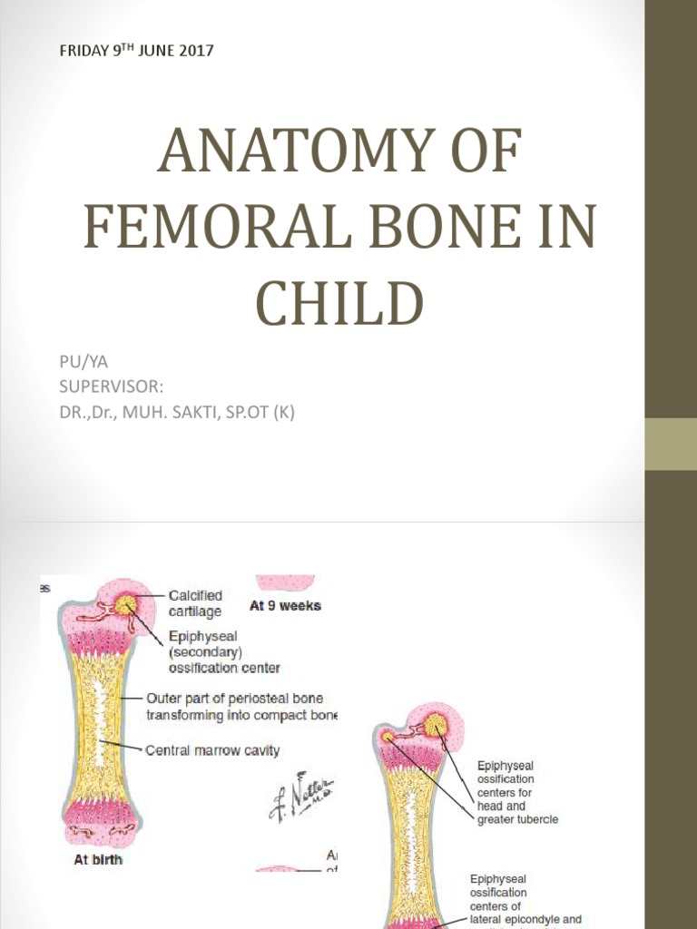 Anatomy of Femoral Bone in Child | PDF | Self-Improvement