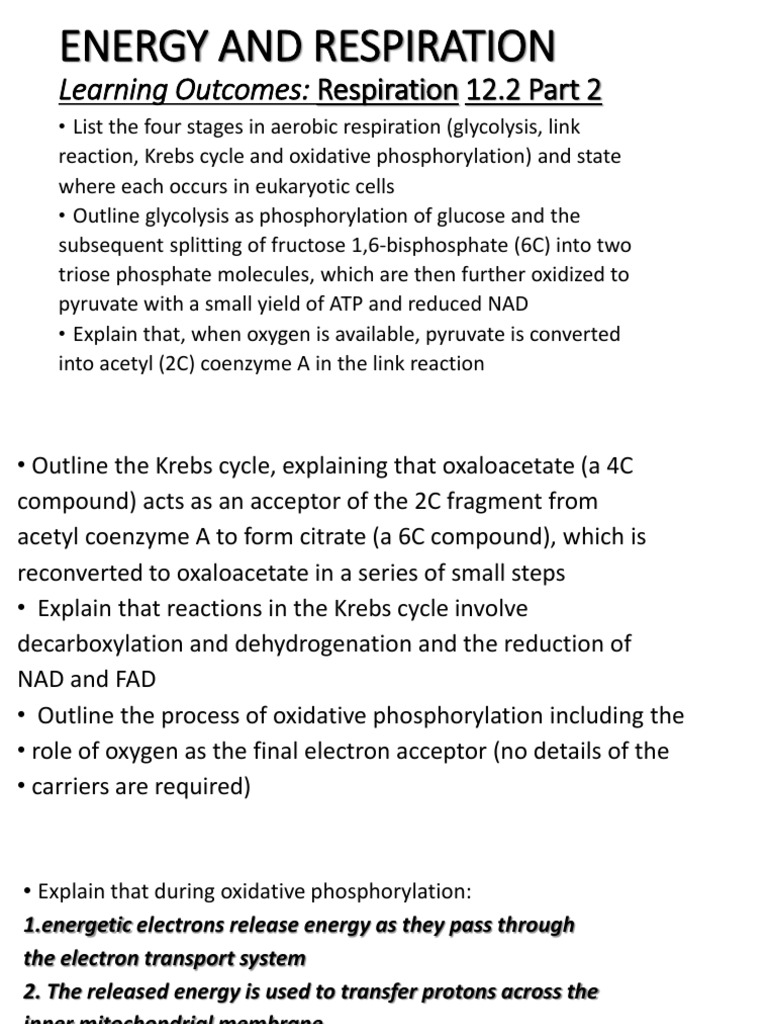 Energy and Respiration Part 2 | PDF | Cellular Respiration | Mitochondrion