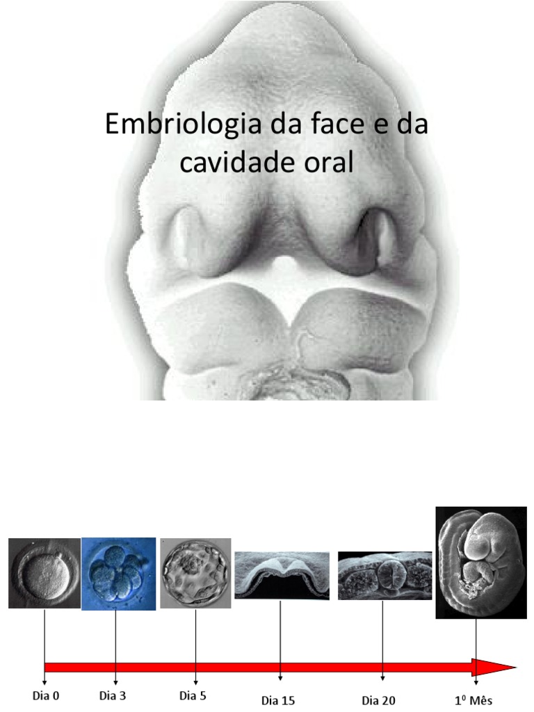 Embriologia Craniofacial PDF | PDF | Anatomia | Anatomia animal