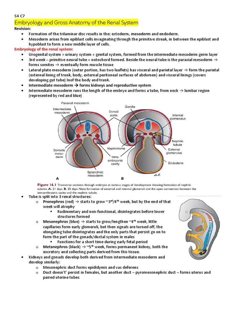 Embryology and Gross Anatomy of Urinary System | PDF | Kidney | Urinary ...