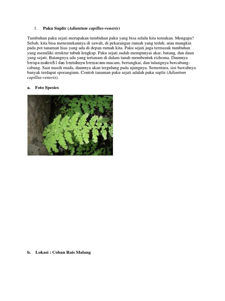 Adiantum SP | PDF