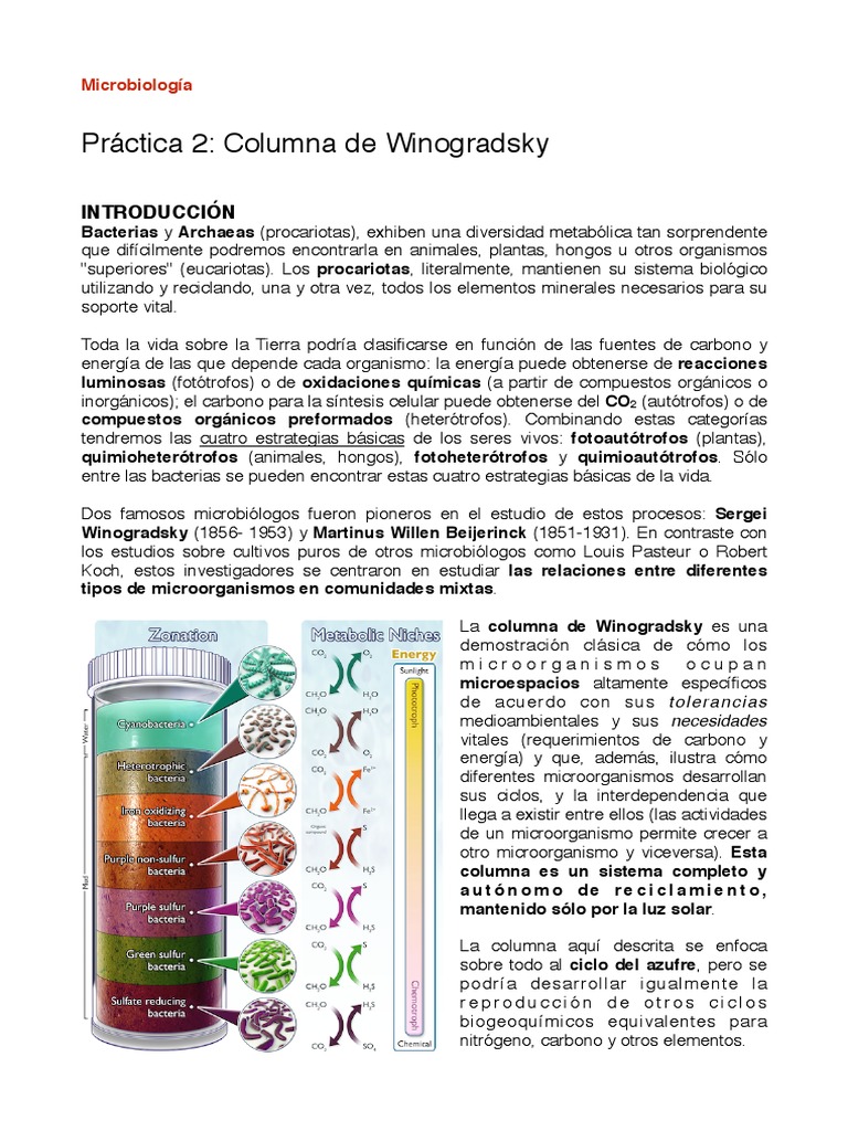 Columna de Winogradsky | PDF | Organismos | Biología