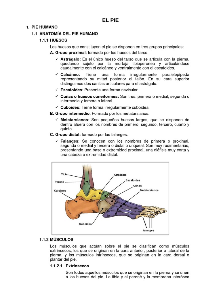 Anatomía y Función del Pie Humano | PDF | Pie | Anatomía del miembro ...