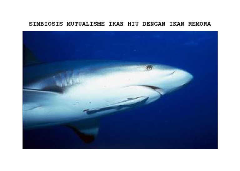 Simbiosis Hiu dan Remora | PDF