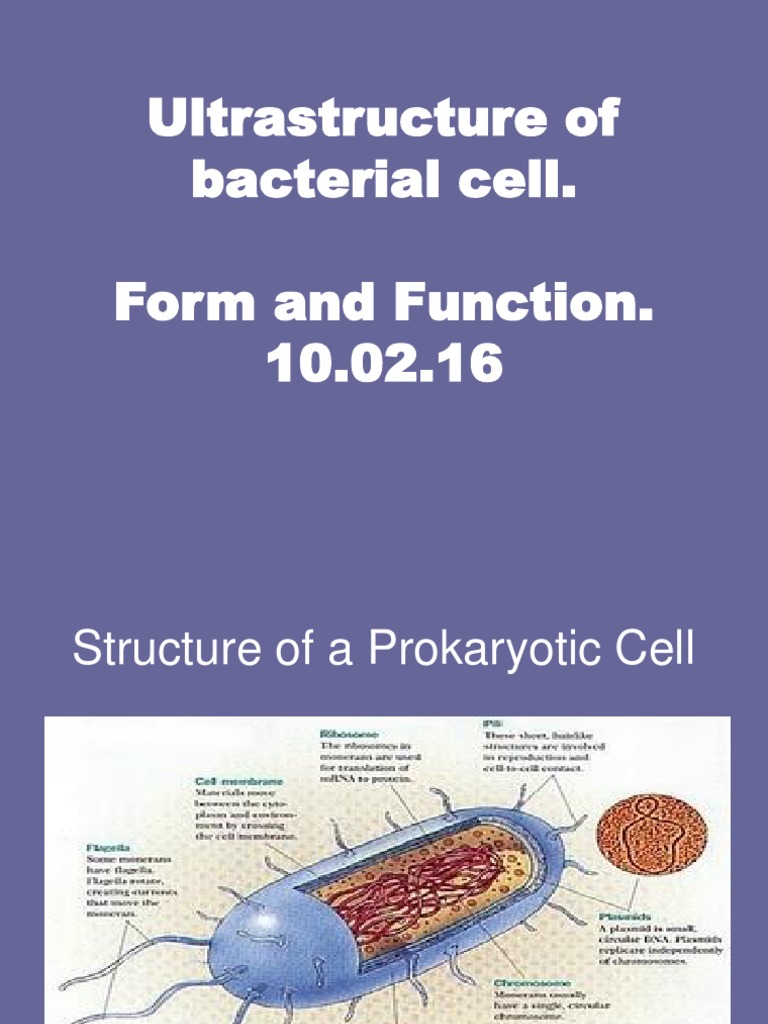 Bacterial Cell Ultrastructure Overview | PDF | Bacteria | Gram Positive ...