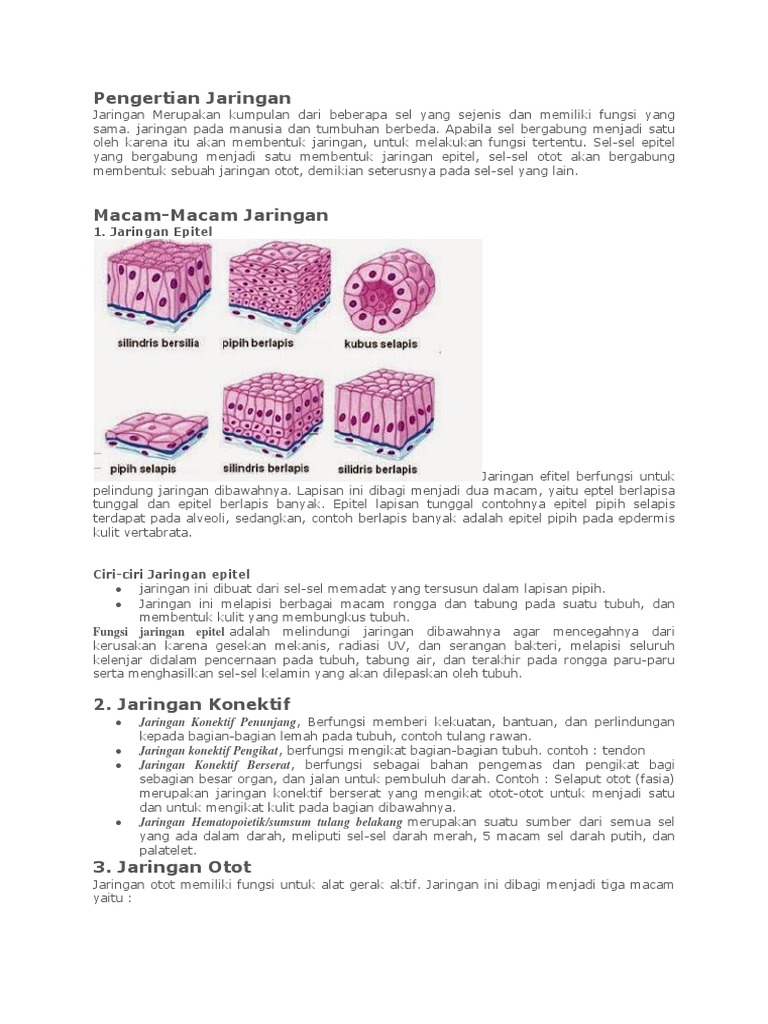 Jaringan Pada Tubuh Manusia | PDF