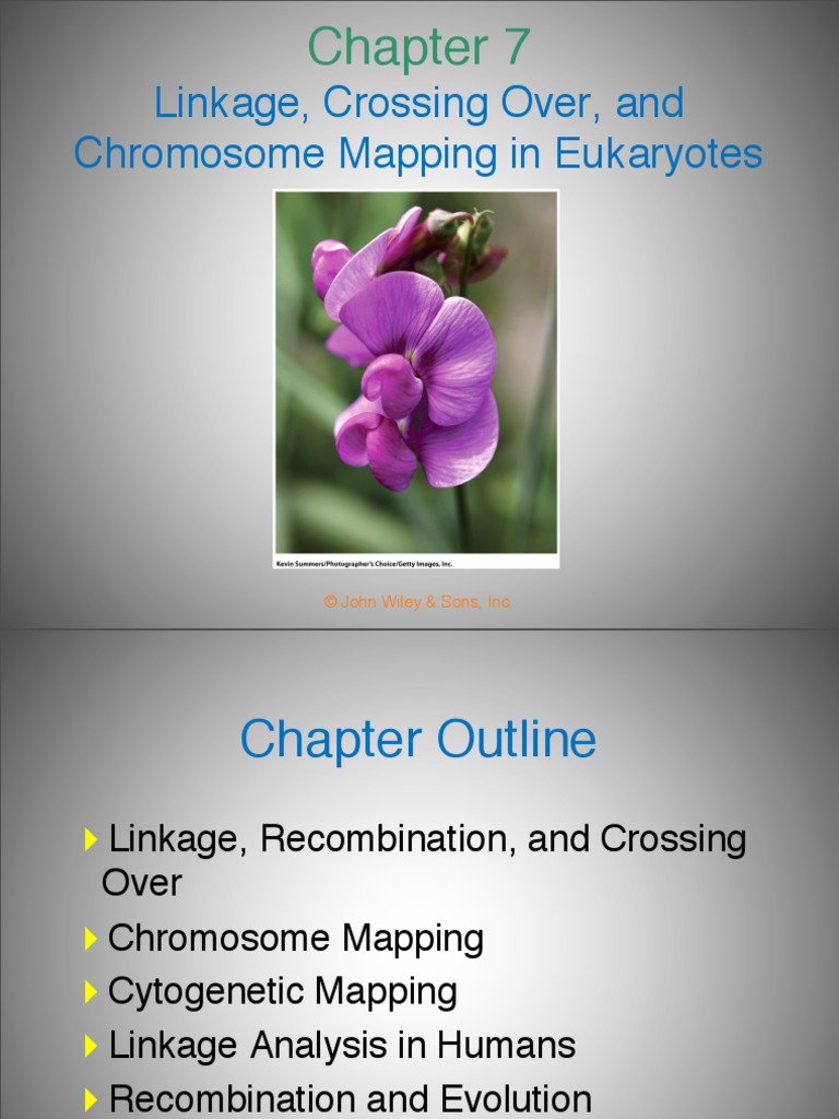 Linkage, Crossing Over, and Chromosome Mapping in Eukaryotes | PDF ...