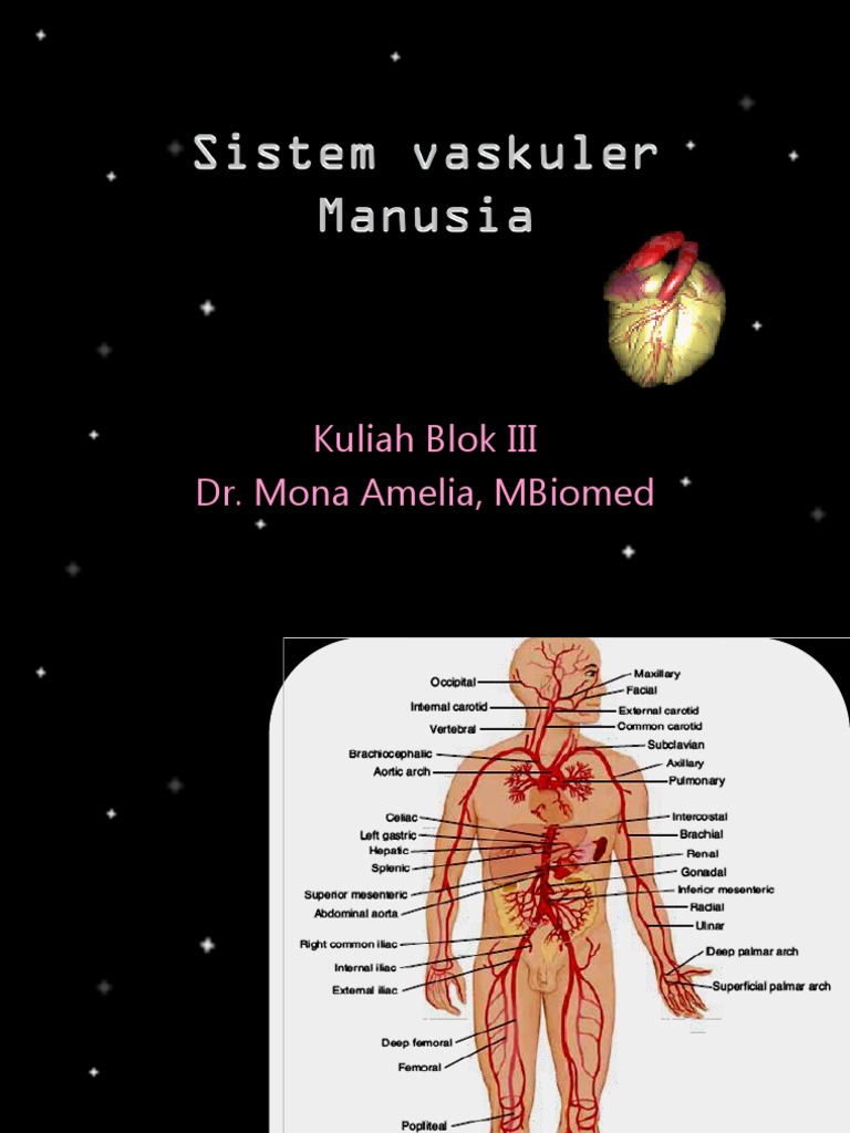 Anatomi Vaskularisasi | PDF