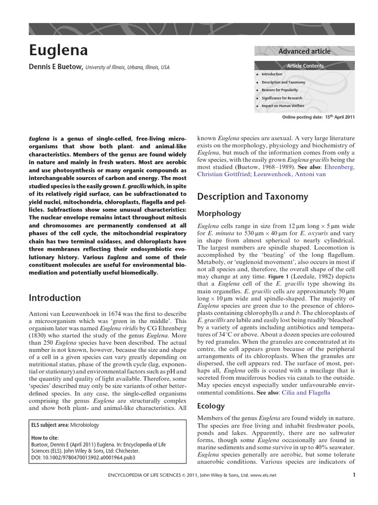 Euglena | PDF | Mitochondrion | Chloroplast