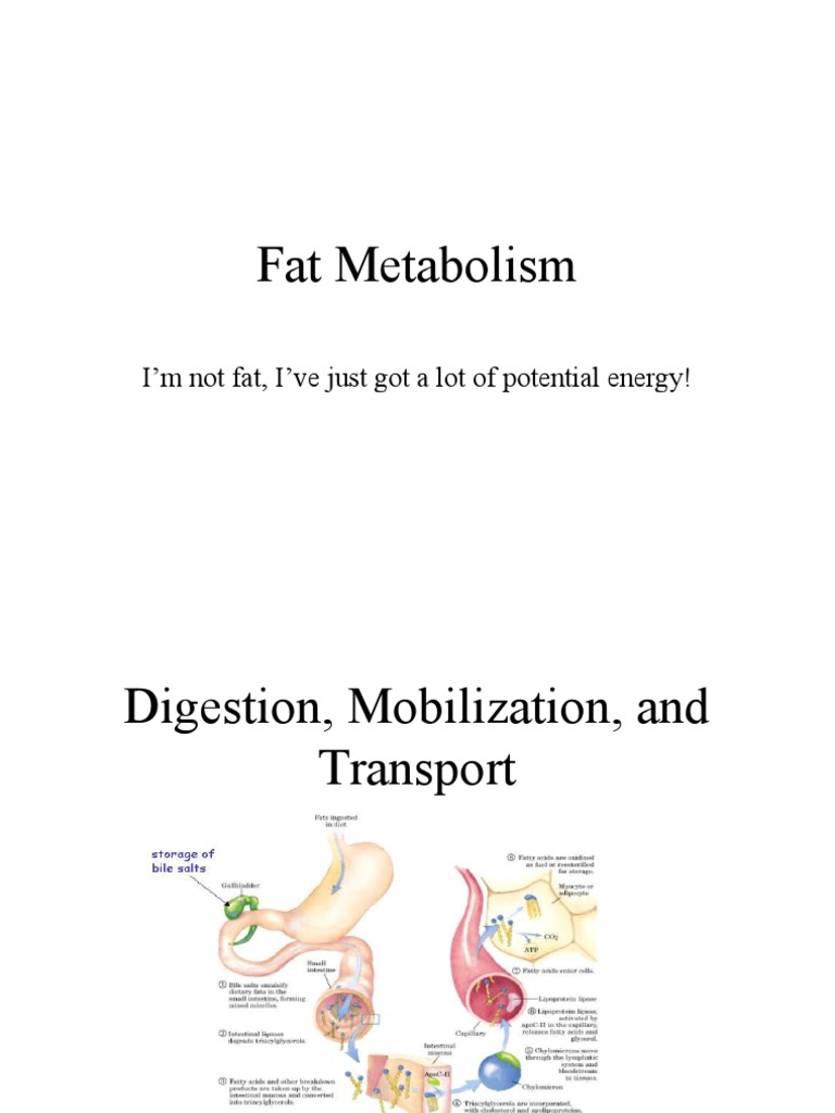 Fat Metabolism: I'm Not Fat, I've Just Got A Lot of Potential Energy ...