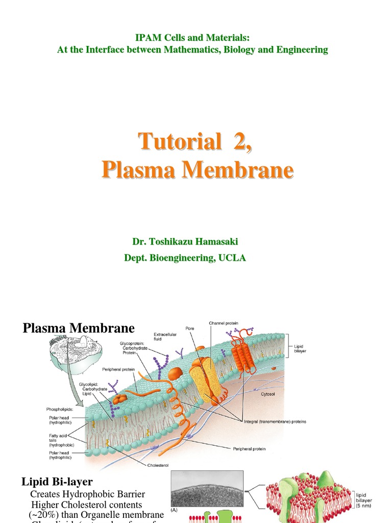 Tutorial 2, Plasma Membrane | PDF | Cell Membrane | Cell Adhesion