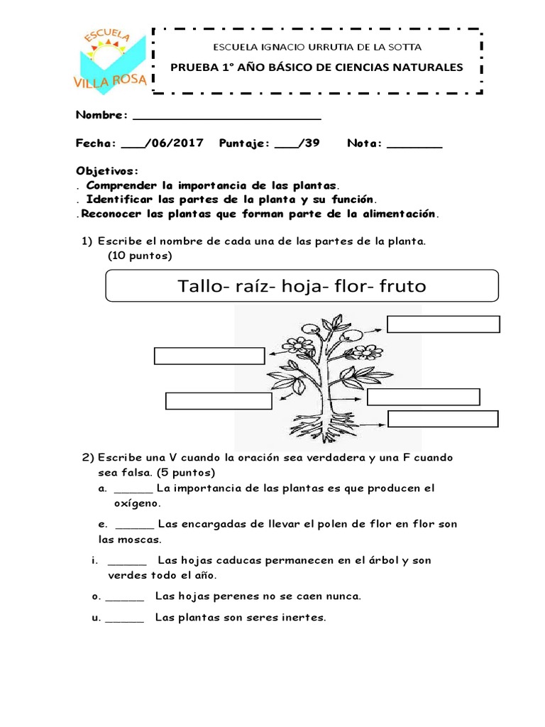 Prueba Las Plantas | PDF