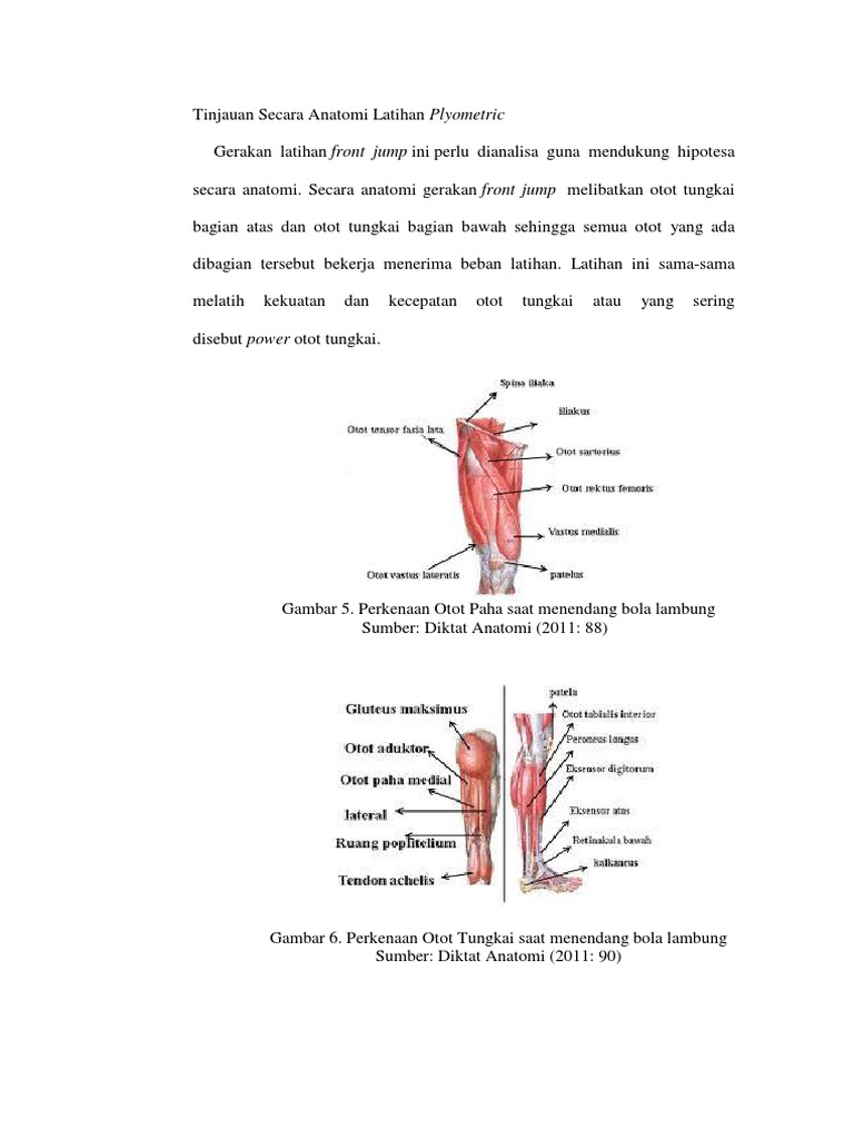 Tinjauan Secara Anatomi Latihan Plyometric | PDF | Pengembangan Diri ...