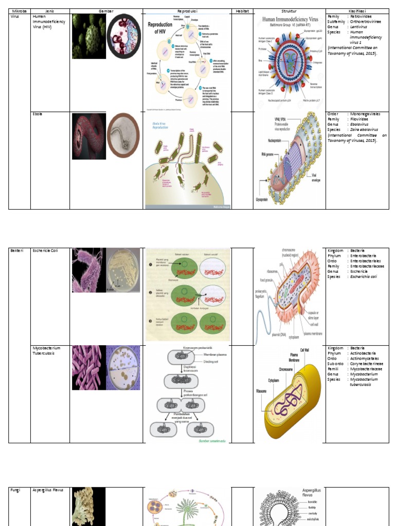 Virus and Microbe Classification Overview | PDF | Science & Mathematics