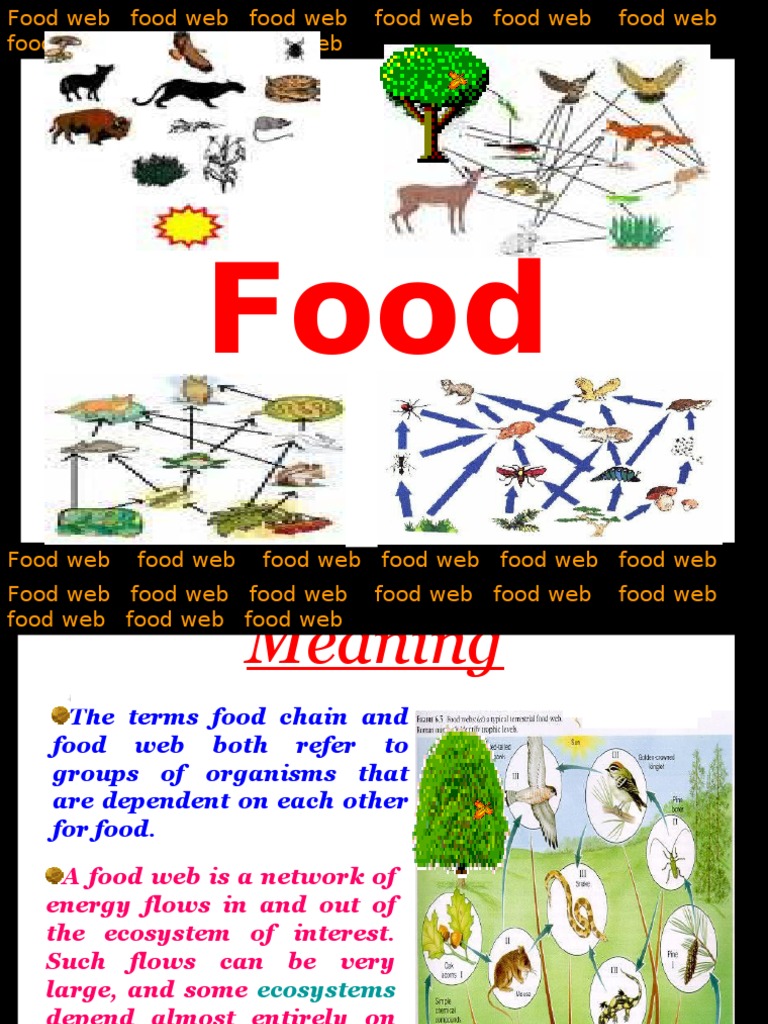 Final Food Web | PDF | Food Web | Foods
