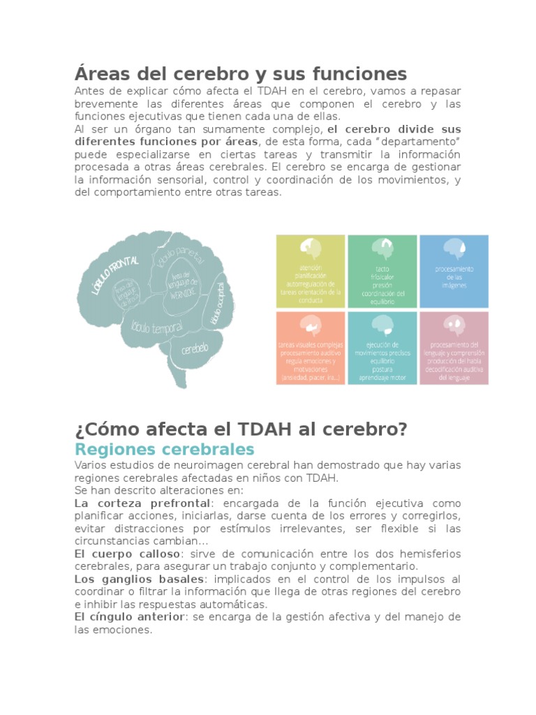 Áreas Del Cerebro TDAH | PDF | Cerebro | Desorden hiperactivo y deficit ...