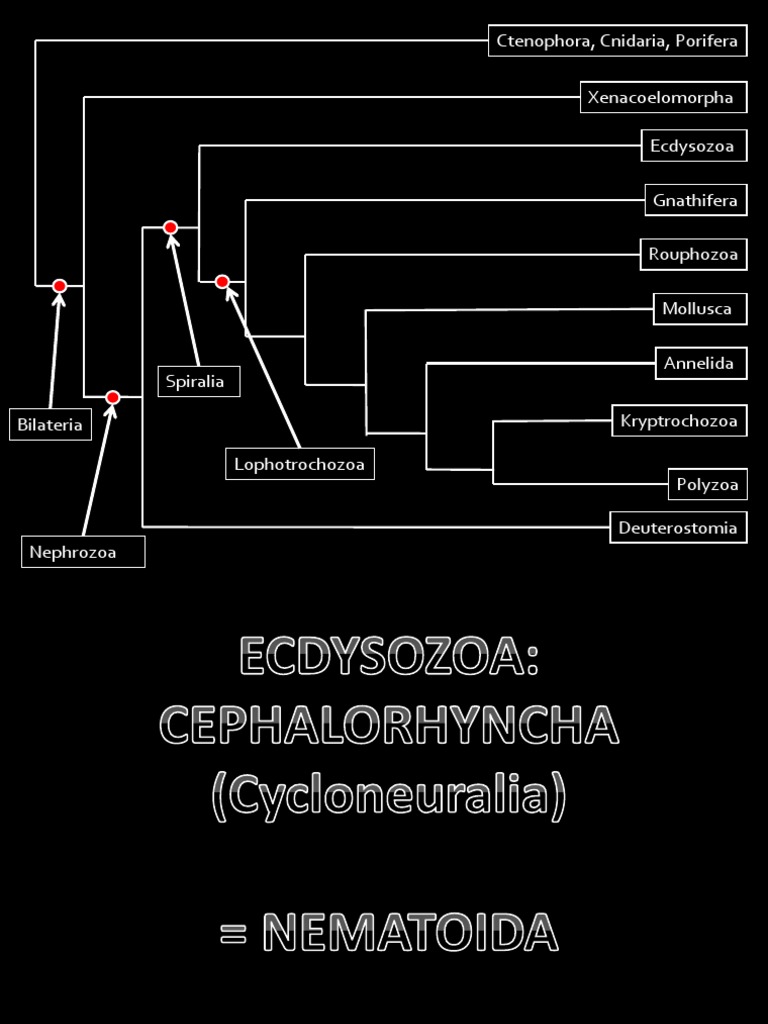 Ecdysozoa Nematoida | PDF | Nematodo | Organismos