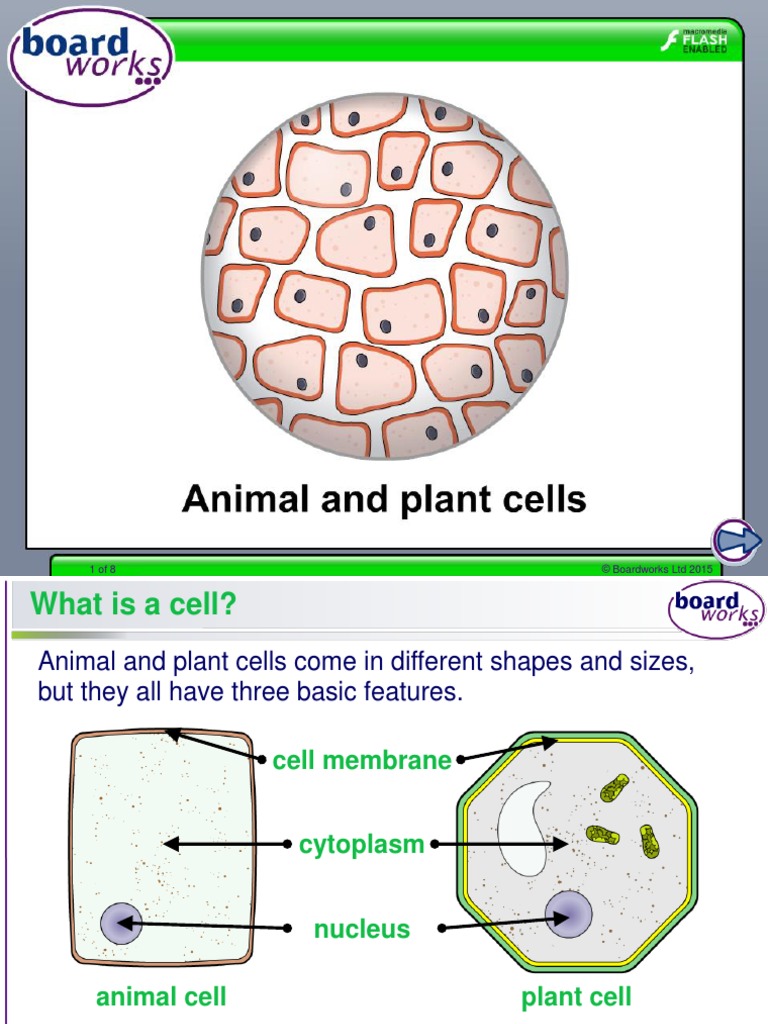 Animal and Plant Cells | PDF | Cell (Biology) | Histology
