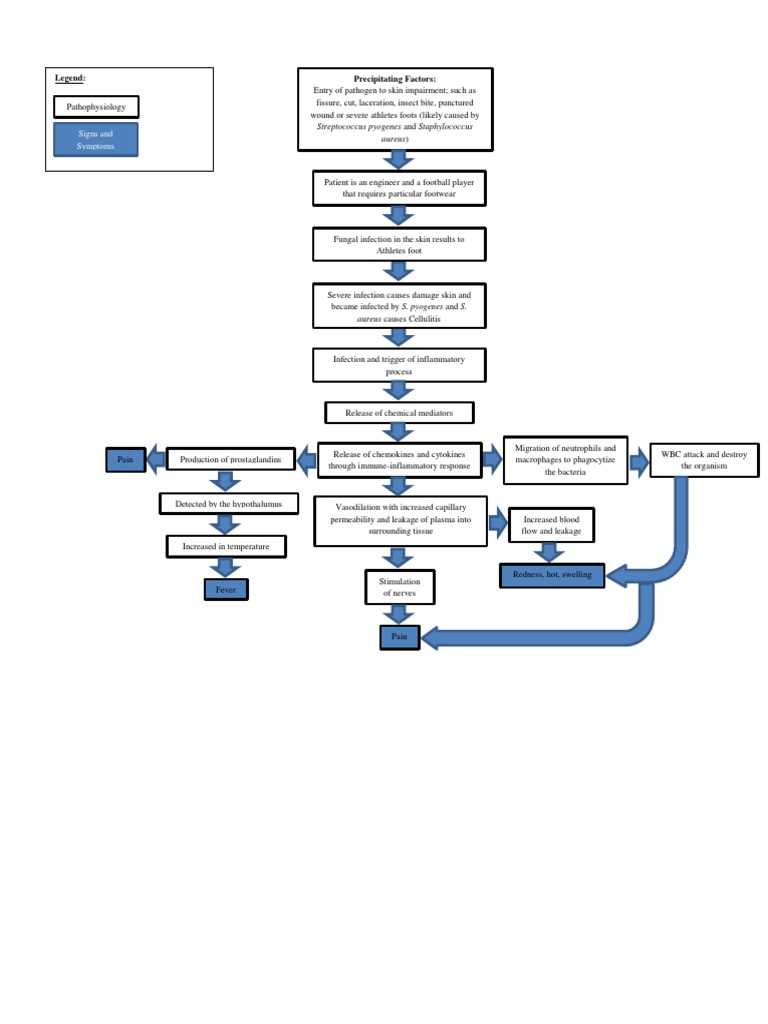 Cellulitis Pathophysiology | PDF | Inflammation | Medical Specialties