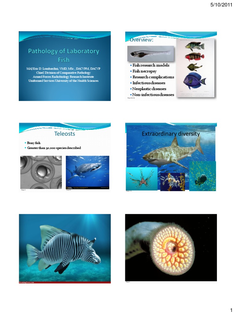 Fish Pathology Section | Carcinogenesis | Retrovirus
