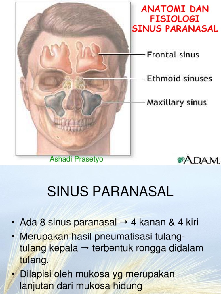 Anatomi Sinus Paranasal | PDF | Griya & Taman | Kesehatan Holistik