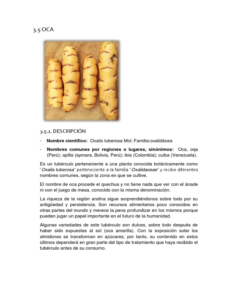 Olluco, Oca y Papa | PDF | Patata | Fertilizante