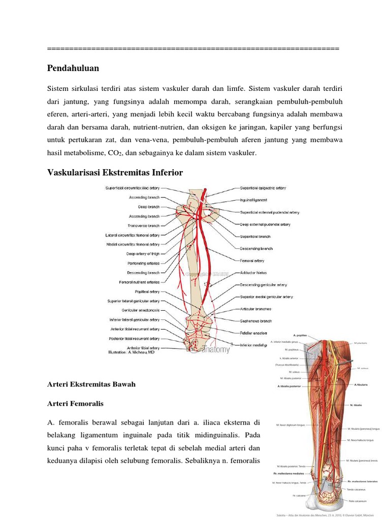 Sistem Vaskular Ekstremitas Bawah | PDF