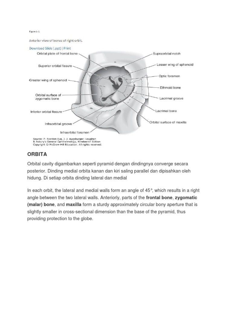 Orbita: (Malar) Bone, and Maxilla Form A Sturdy Approximately Circular ...