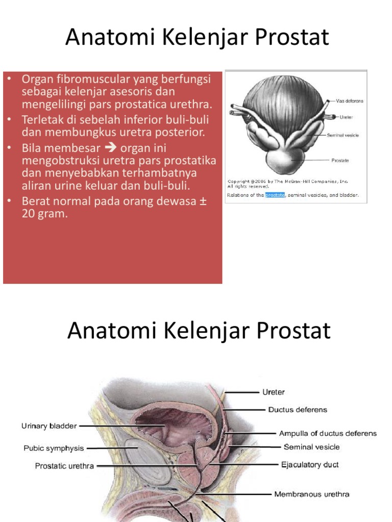 Anatomi Kelenjar Prostat BPH | PDF