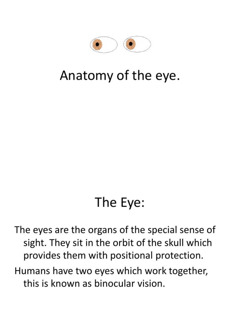 Anatomy of The Eye Presentation | PDF | Eye | Human Eye