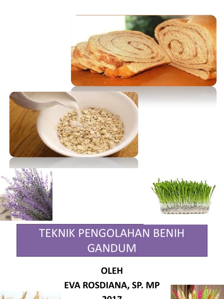 Teknik Pengolahan Benih Gandum Efektif | PDF | Sains & Matematika ...
