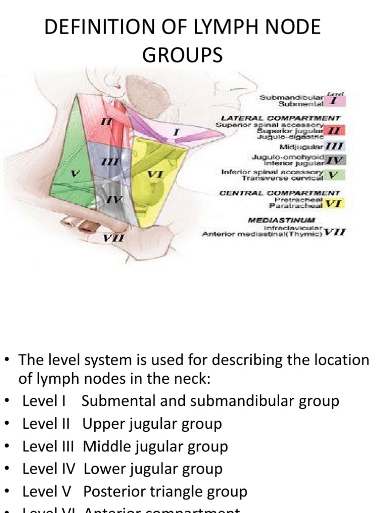 Definition of Lymph Node Groups Neck Dissecton | Neck | Animal Anatomy