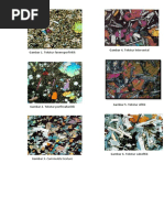 Diagram Klasifikasi Sesar (Rickard, 1972) | PDF | Fault (Geology ...