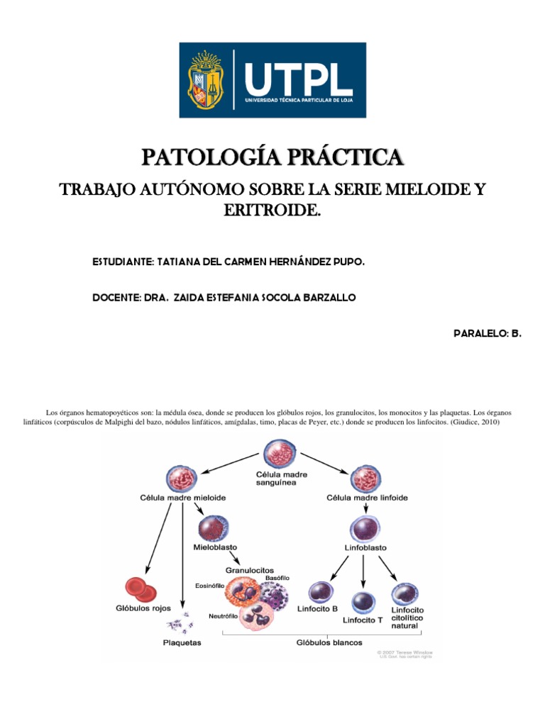 Serie Mieloide | PDF | Hematopoyesis | Sistema linfático