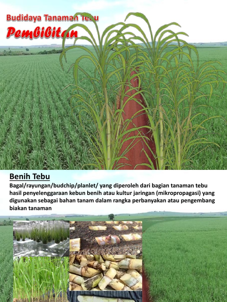 5 Budidaya Tebu Pembibitan 2016 2017 | PDF
