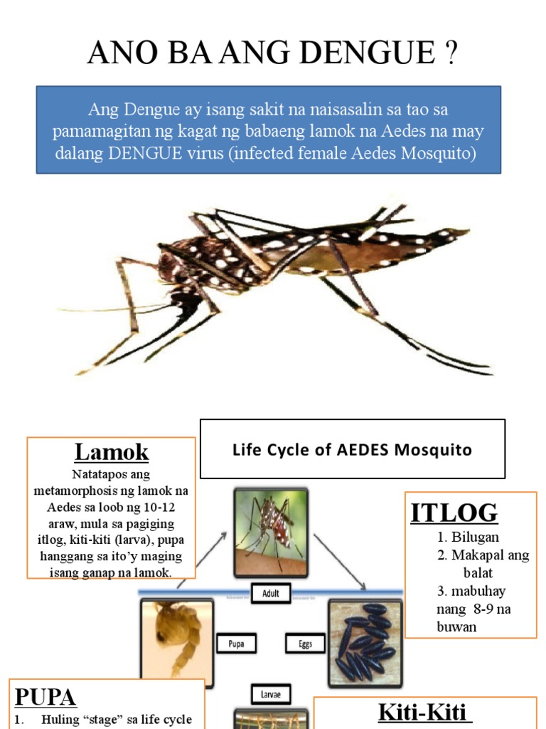 Dengue Slide | PDF