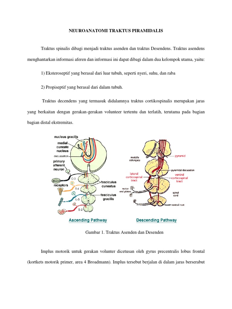 Neuroanatomi Traktus Piramidalis | PDF