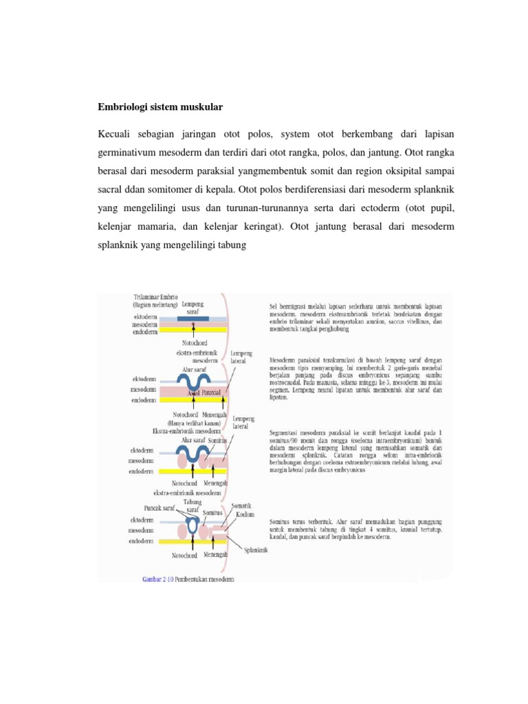 Embriologi Sistem Muskular | PDF