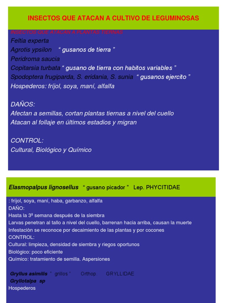 Insectos de Leguminosas | PDF | Insectos | Alfalfa