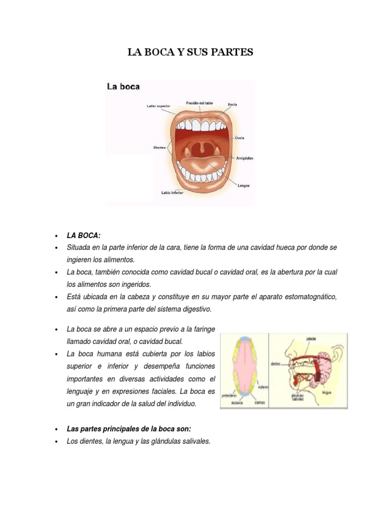 La Boca y Sus Partes | PDF | Boca | Gusto