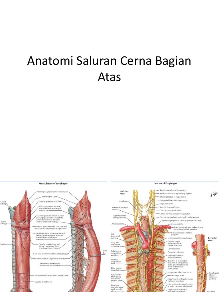 Anatomi Saluran Cerna Bagian Atas | PDF