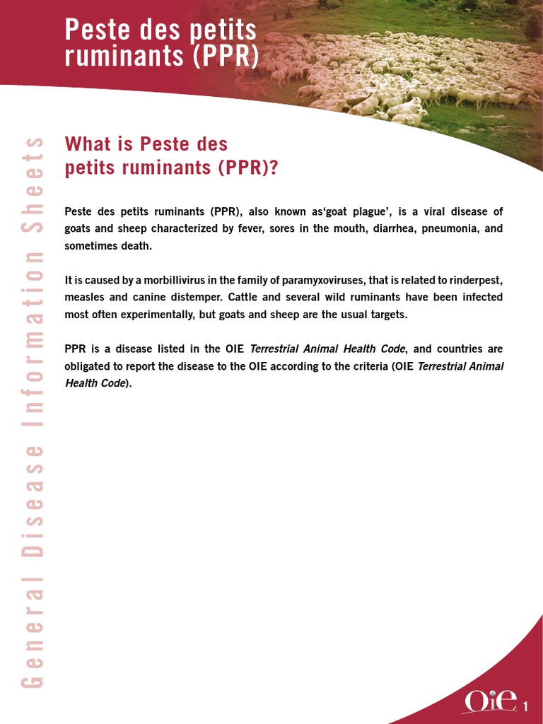 PPR Goat Disease | PDF | Microbiology | Diseases And Disorders