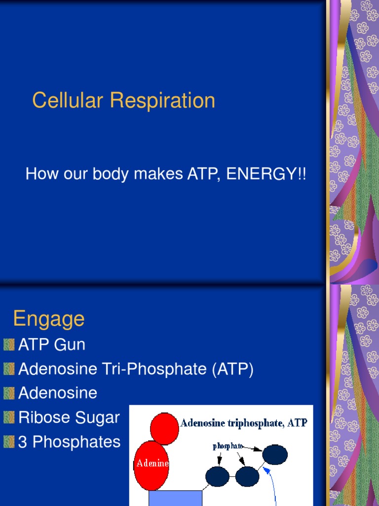 Understanding Cellular Respiration Process | PDF | Cellular Respiration ...