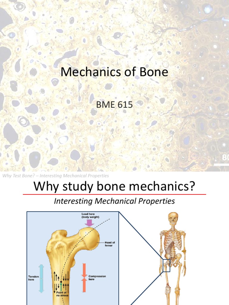 Mechanics of Bone | PDF | Bone | Elasticity (Physics)