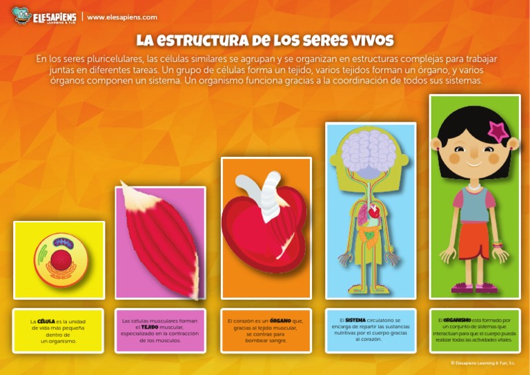 Estructura de Los Seres Vivos | PDF
