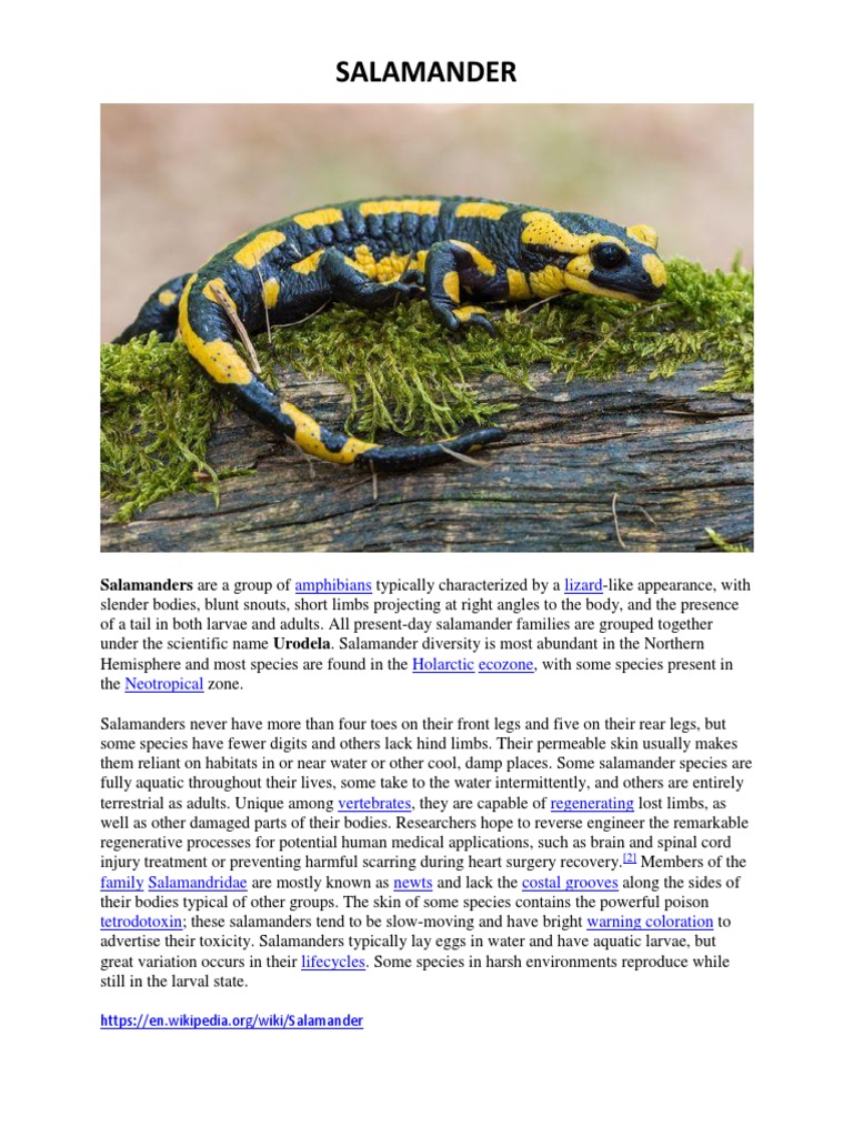 Salamander: Salamanders Are A Group of | PDF | Home & Garden | Science ...