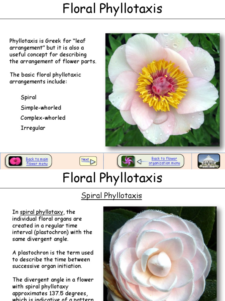 Floral Phyllotaxis Arrangement Guide | PDF | Petal | Flowers