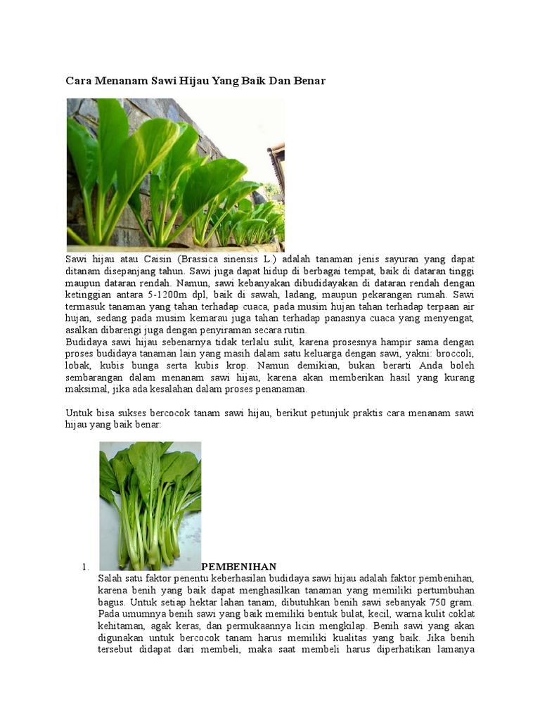 Cara Menanam Sawi Hijau Yang Baik Dan Benar | PDF